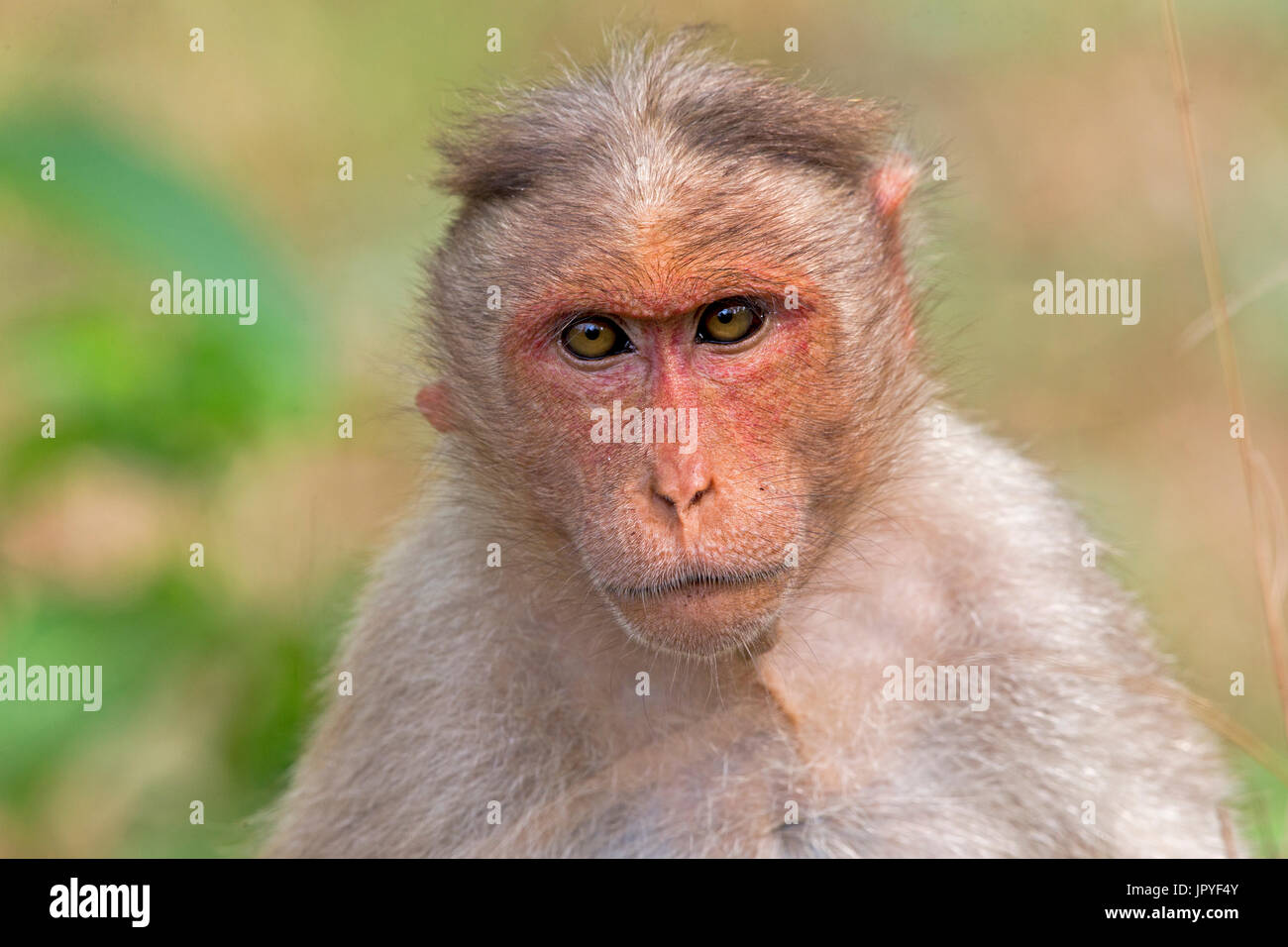 Portrait of Bonnet macaque - Nagarhole India Stock Photo - Alamy