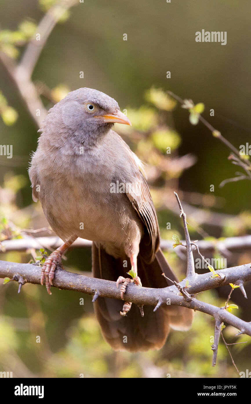 Jungle babbler on a branch - Ranthambore India Stock Photo - Alamy