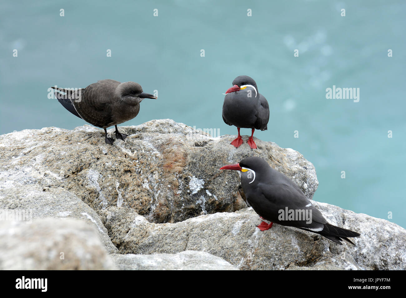 Inca Terns and juvenile on rock - Chile Stock Photo - Alamy