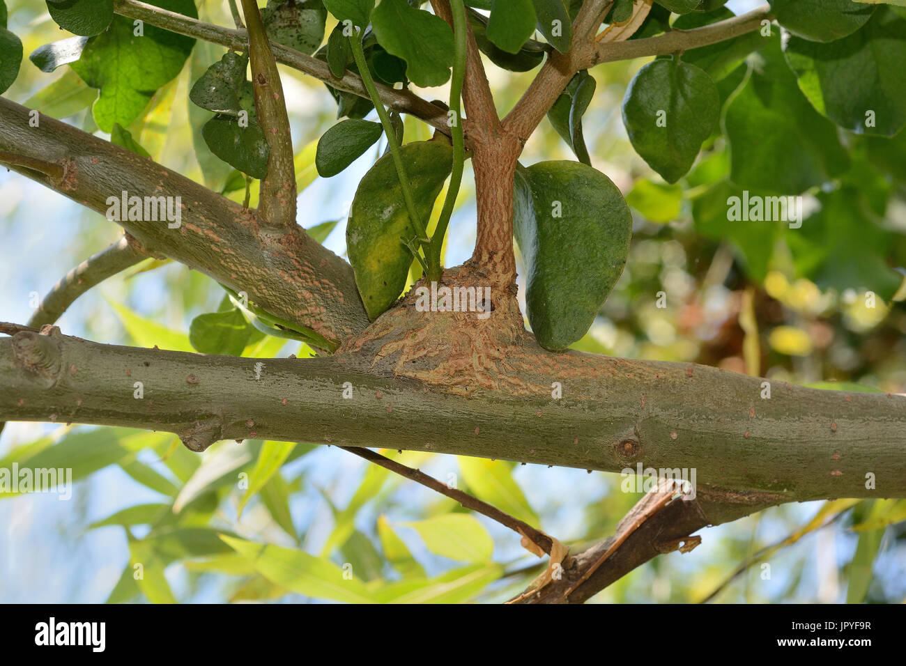 Tristerix Corymbosus High Resolution Stock Photography and Images - Alamy
