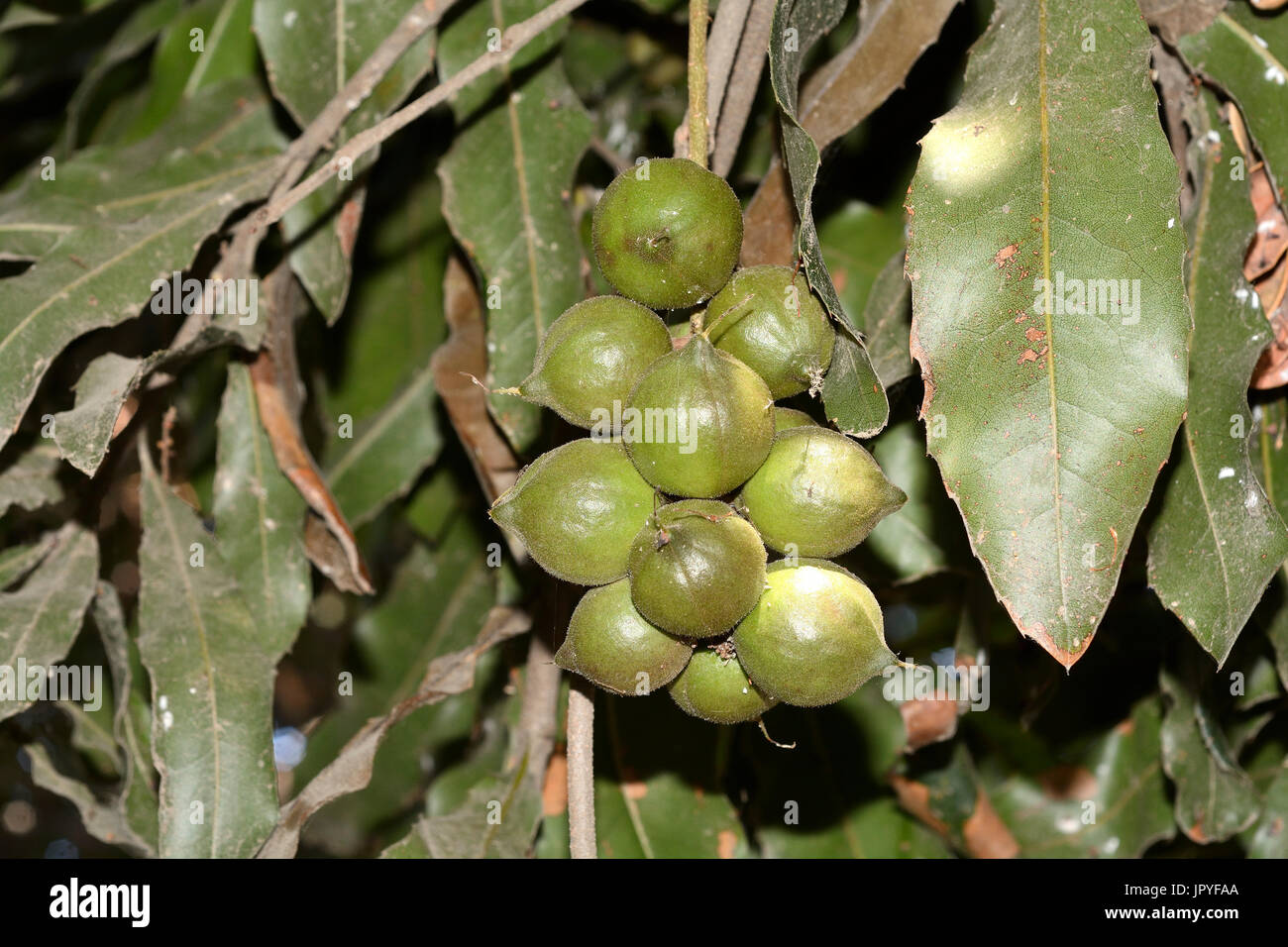 Macadamia integrifolia tree hi-res stock photography and images - Alamy