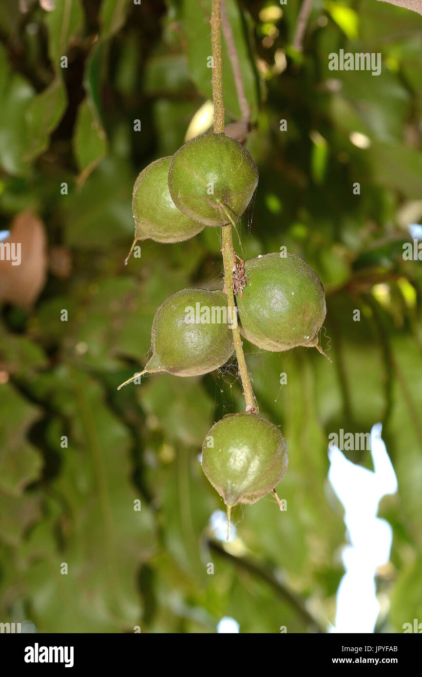 Macadamia integrifolia tree hi-res stock photography and images - Alamy