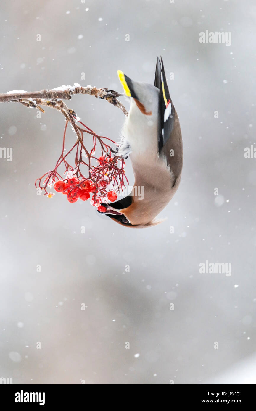 Waxwings and snow and berries hi-res stock photography and images - Alamy