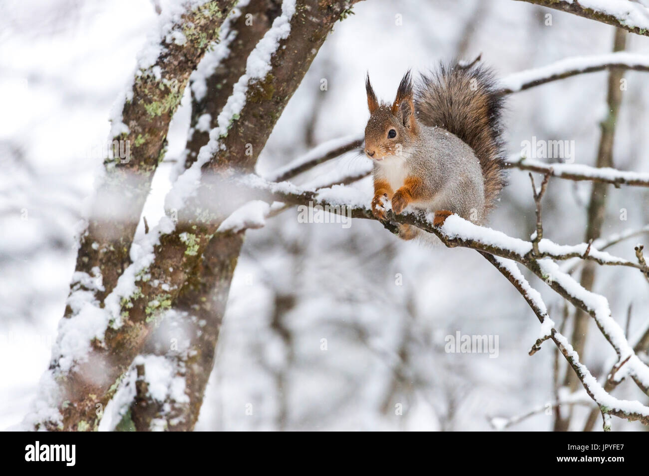 European Red Squirrel on a branch in winter - Finland Stock Photo - Alamy