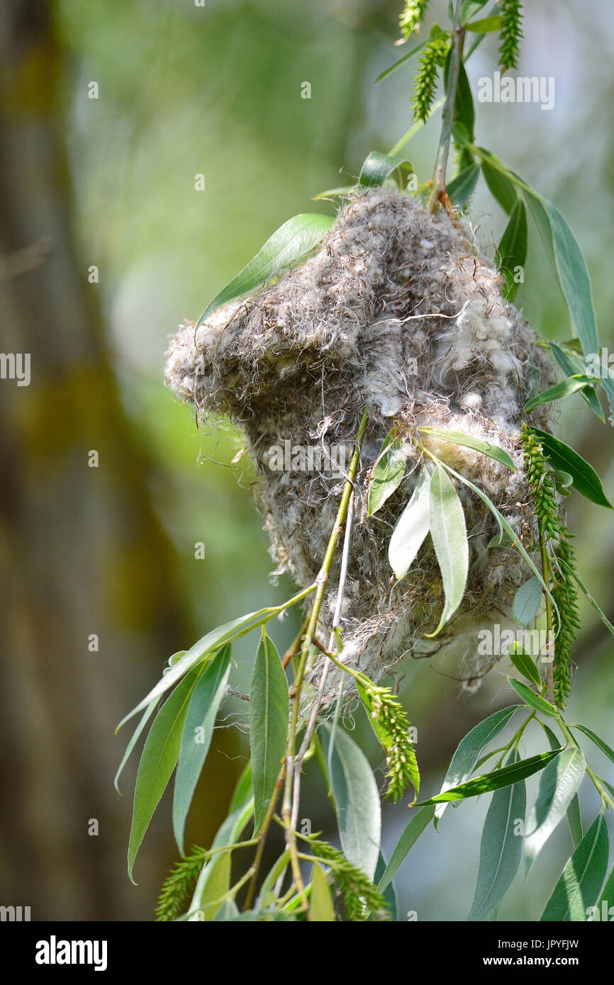 Penduline tit building its nest - Danube Delta Romania Stock Photo - Alamy