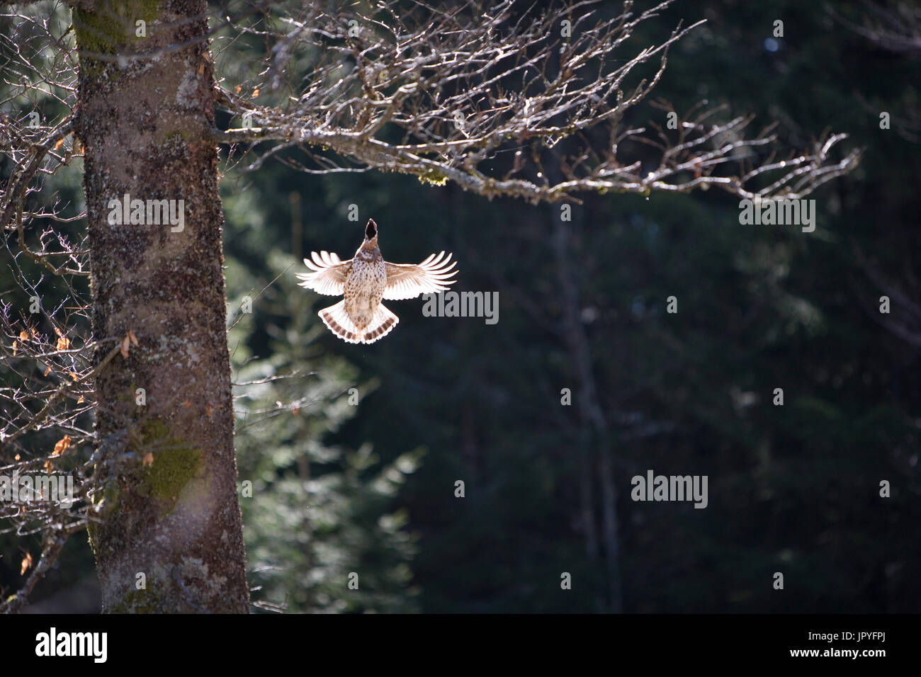 Grouse Flying Spring High Resolution Stock Photography and Images - Alamy