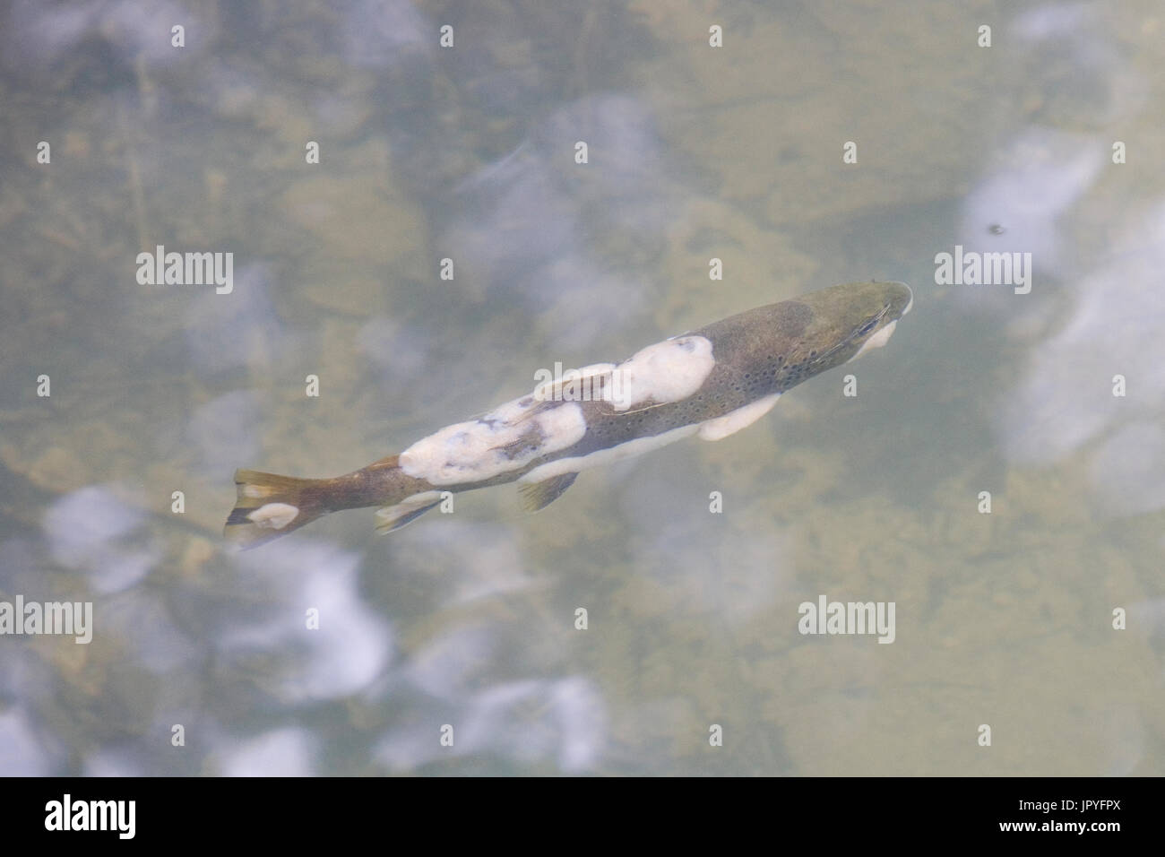 Sick fish in the polluted river Dessoubre - France Stock Photo - Alamy