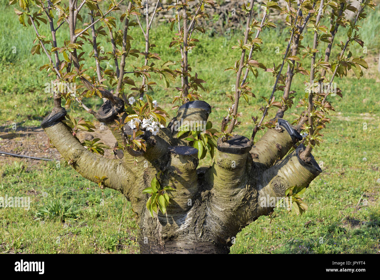 Crown grafting hi-res stock photography and images - Alamy