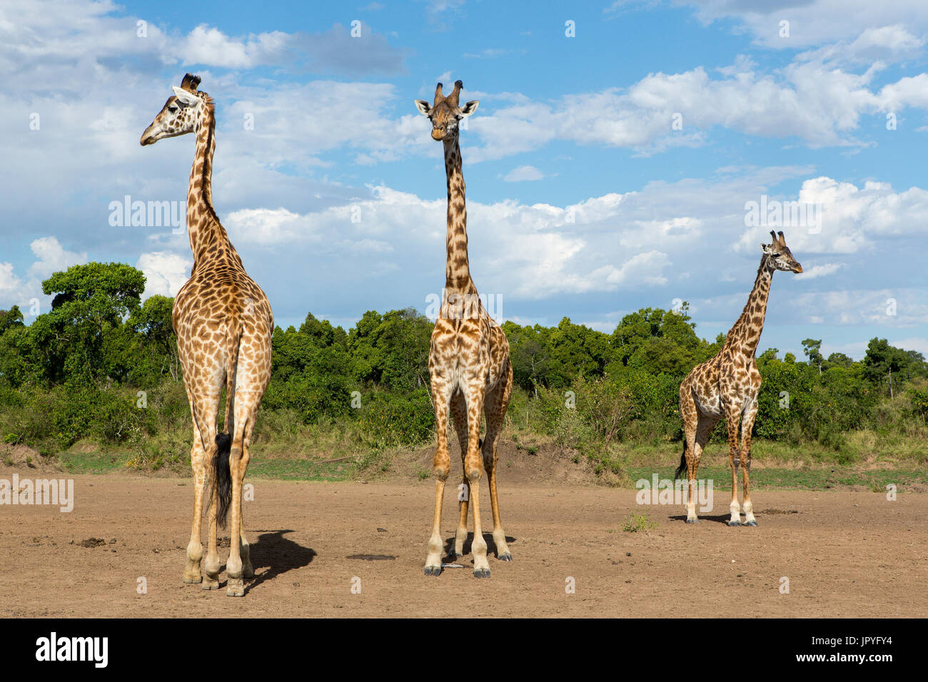 Masai Giraffes in the savanna - Masai Mara Kenya Stock Photo - Alamy