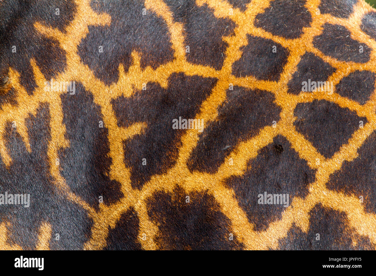 Giraffe hair hi-res stock photography and images - Alamy