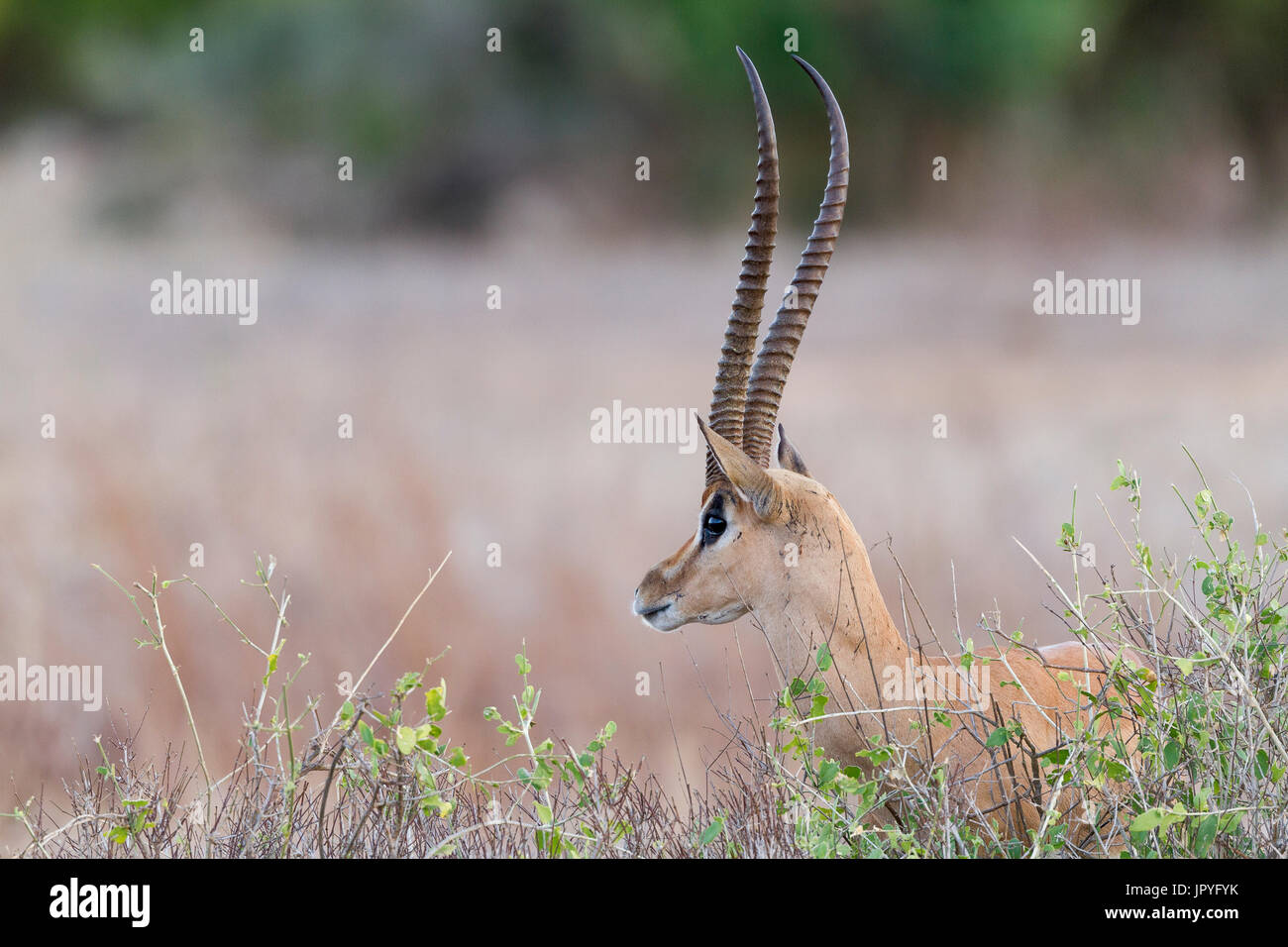 Portrait of Grant's gazelle male - East Tsavo Kenya Stock Photo - Alamy