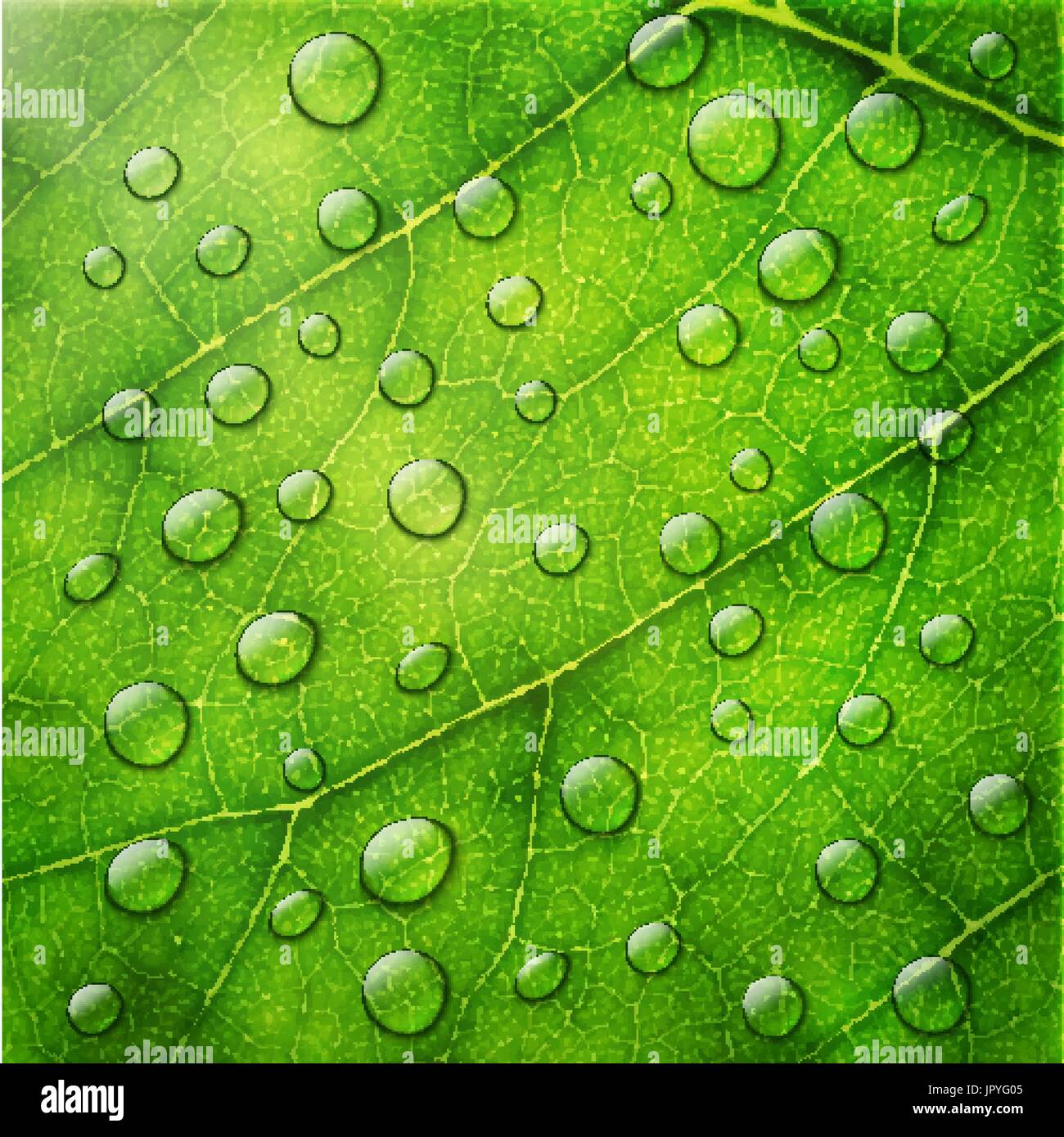 Water Drop On Leaf Vector Water Drop On Leaf Vector Art, Icons, And