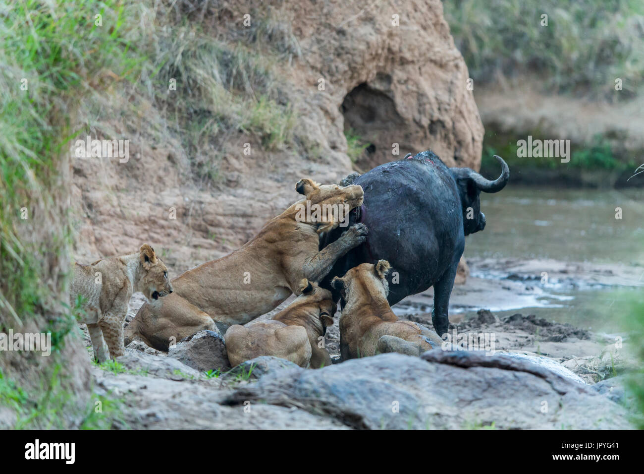 Wildlife Photos Lion Chasing