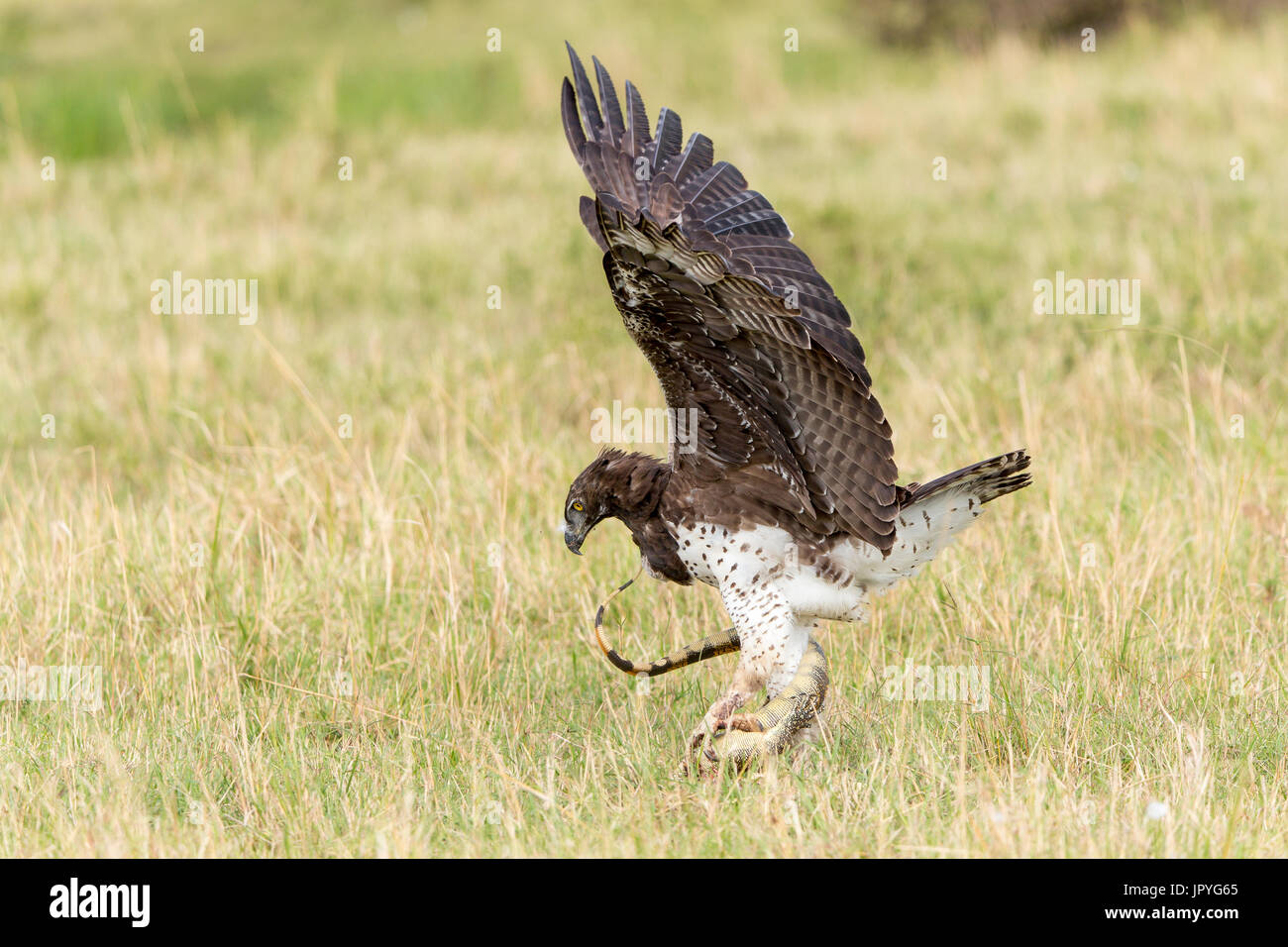 Martial Eagle Hunting