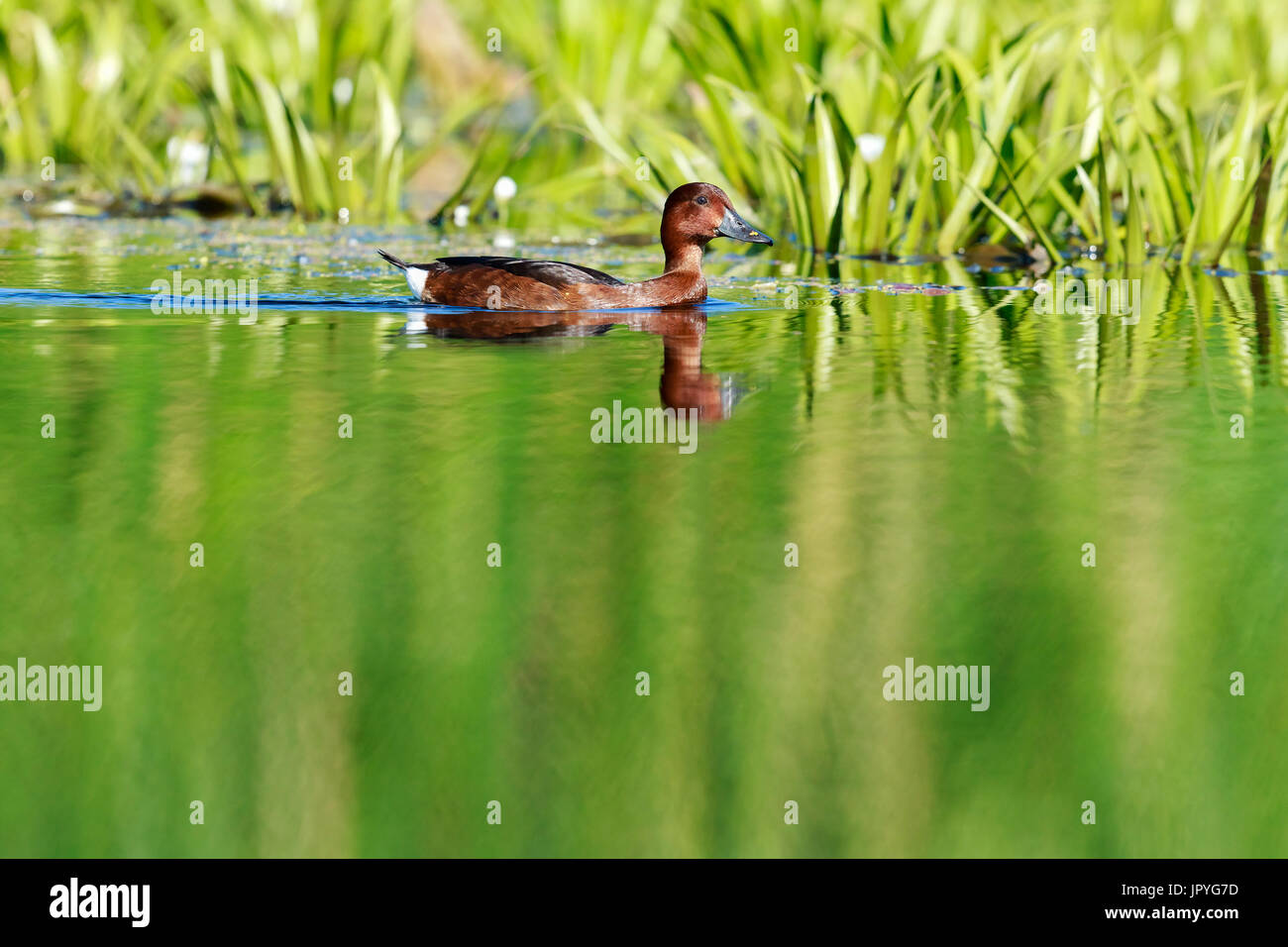 Female Ferruginous Duck on water - Danube Delta Romania Stock Photo - Alamy