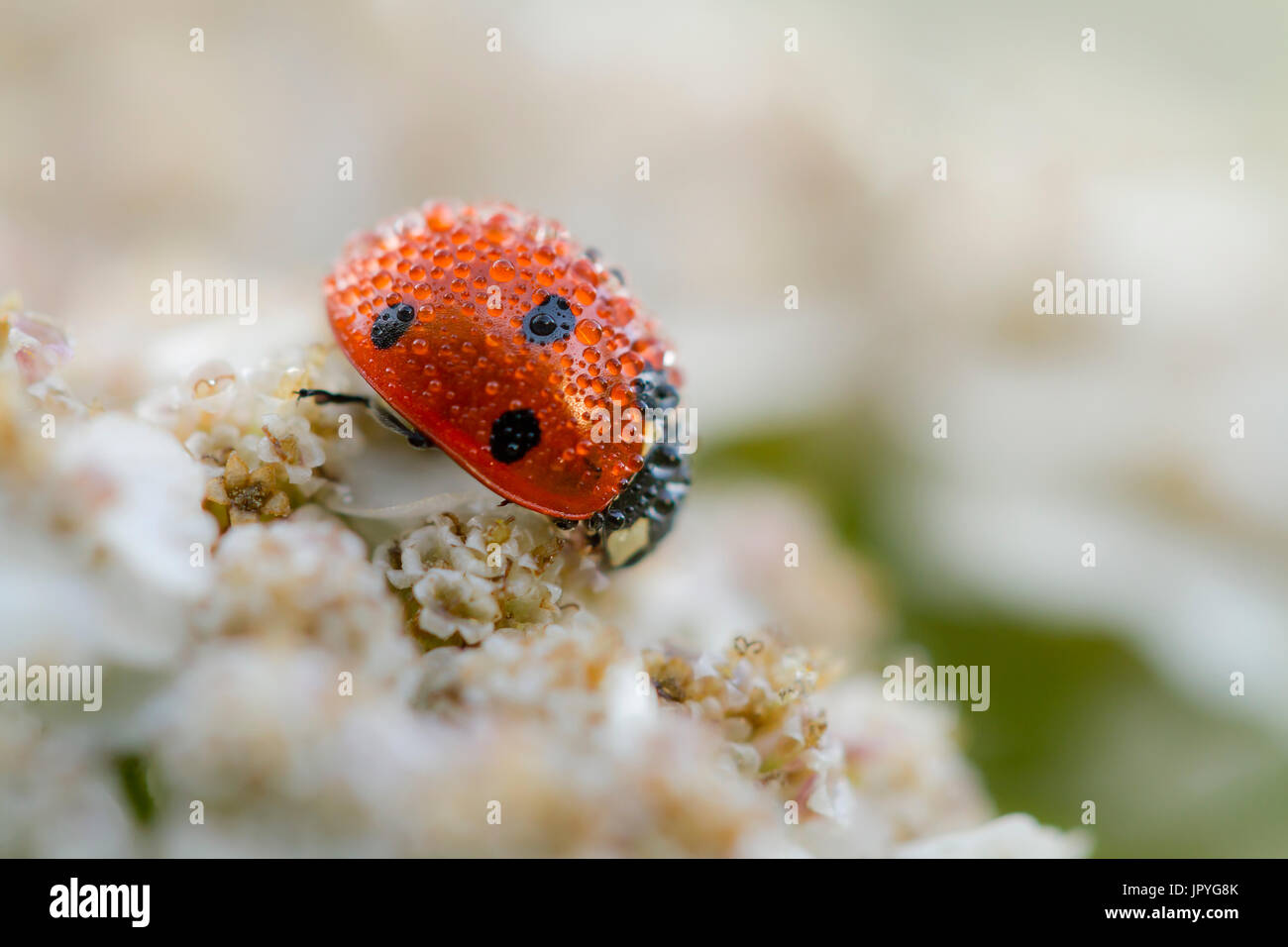 Water drop on beetle hi-res stock photography and images - Alamy