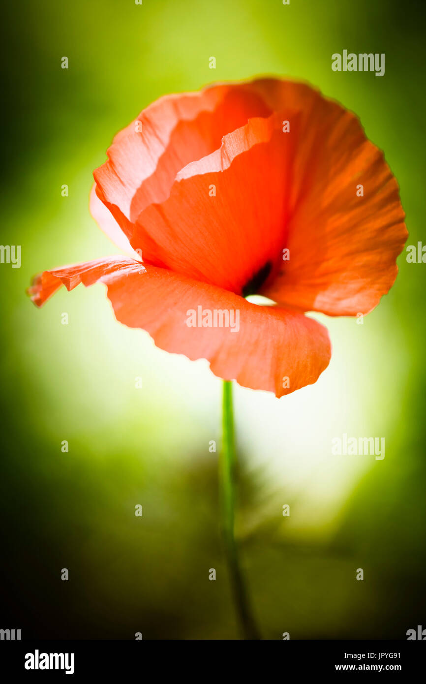Poppy Flower chiaroscuro Stock Photo - Alamy