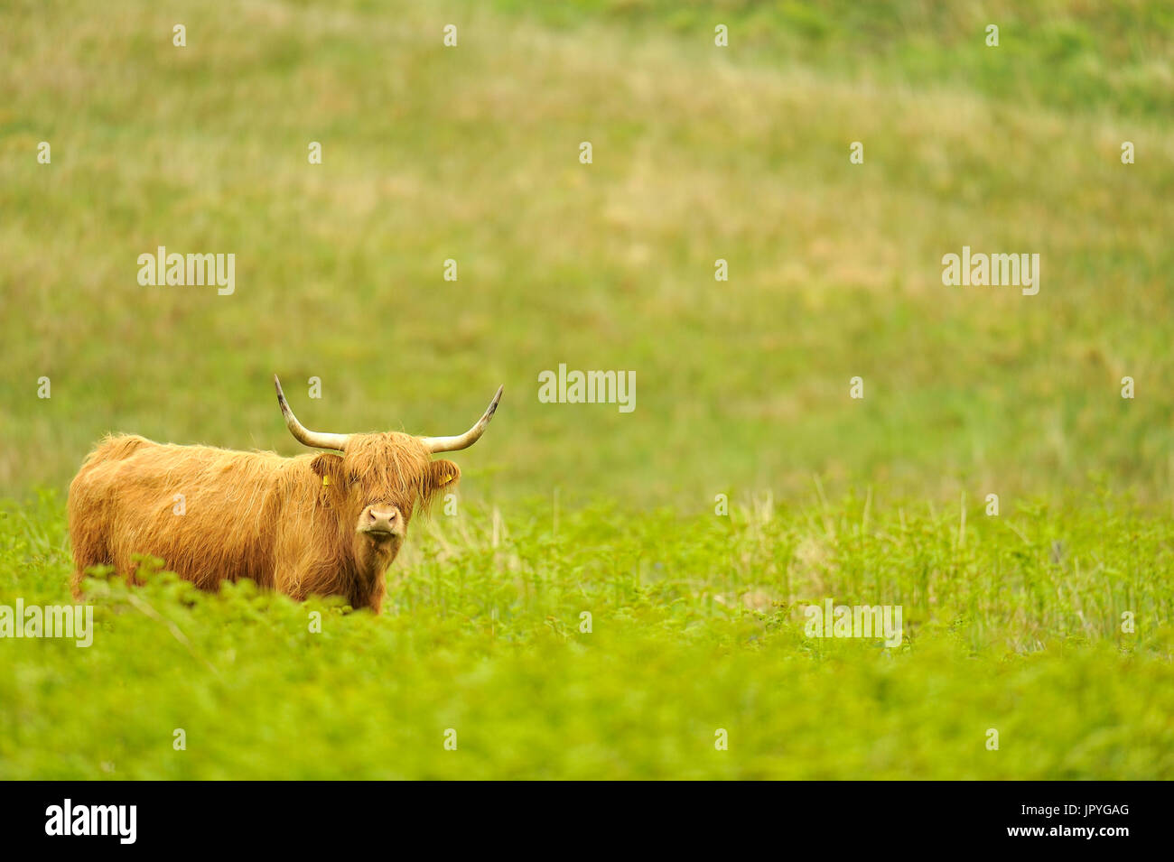 Foreign breeds hi-res stock photography and images - Alamy