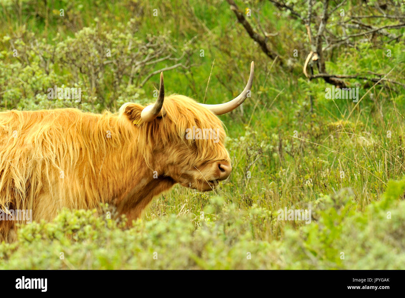 Foreign Breeds High Resolution Stock Photography and Images - Alamy
