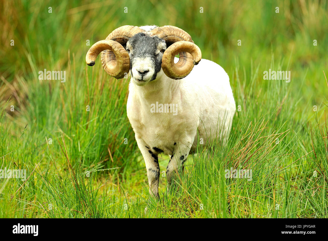 Scottish breed of sheep hi-res stock photography and images - Alamy