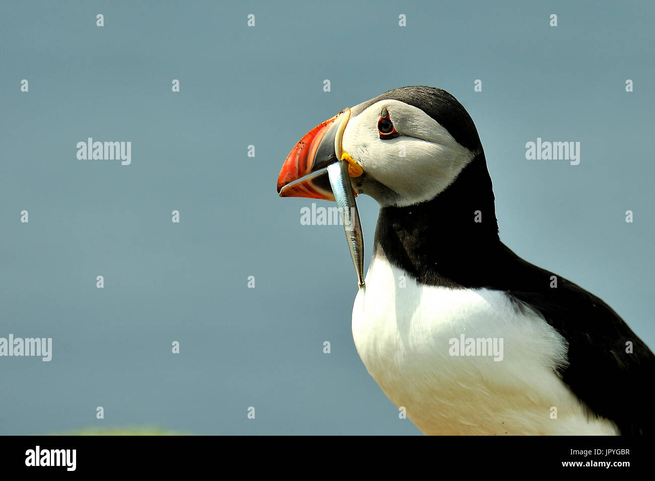 Atlantic Puffin with a fish in its beak - Scotland Stock Photo - Alamy