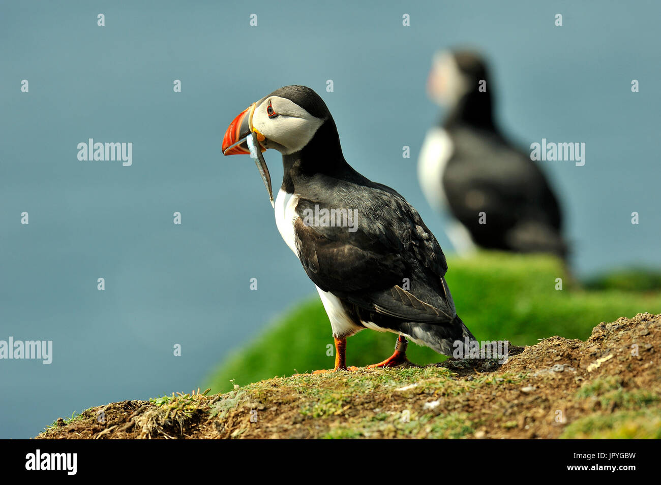 Atlantic Puffin with a fish in its beak - Scotland Stock Photo - Alamy
