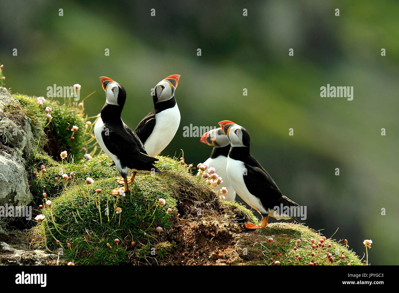 Atlantic Puffins on cliff - Scotland Stock Photo - Alamy