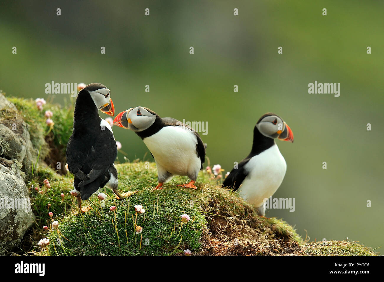 Atlantic Puffins on cliff - Scotland Stock Photo - Alamy