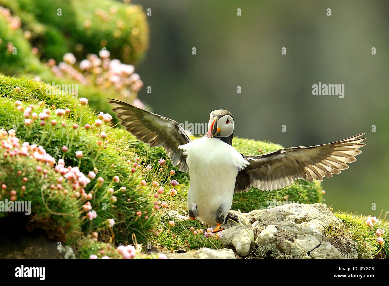 Puffin flapping wings - Scotland Stock Photo - Alamy