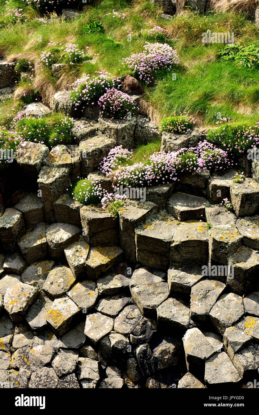 Columnar basalt - Isle of Staffa Hebrides Scotland Stock Photo - Alamy