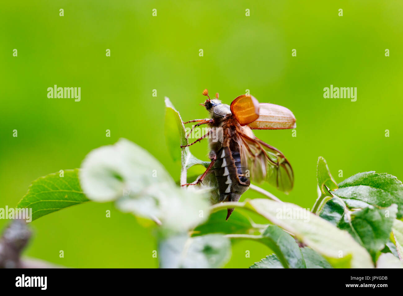 June beetle flying from one branch - Alsace France Stock Photo - Alamy