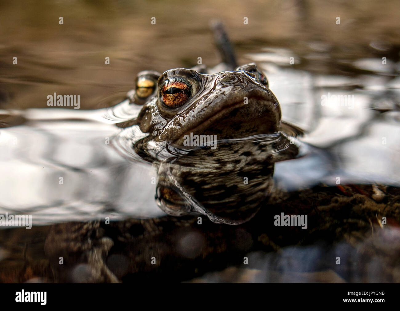 Toad Laying Eggs High Resolution Stock Photography and Images - Alamy