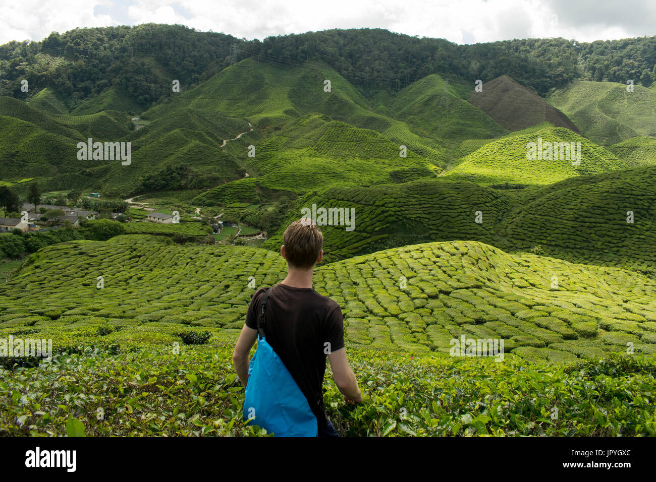 Bright green tea plantation cameron hi-res stock photography and images ...
