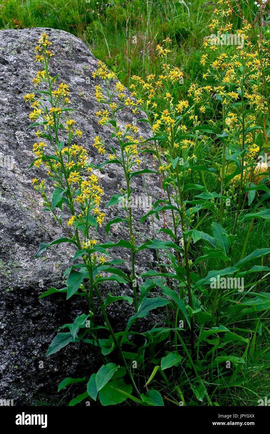 Golden rod in bloom in Catalonia - Spain Stock Photo - Alamy