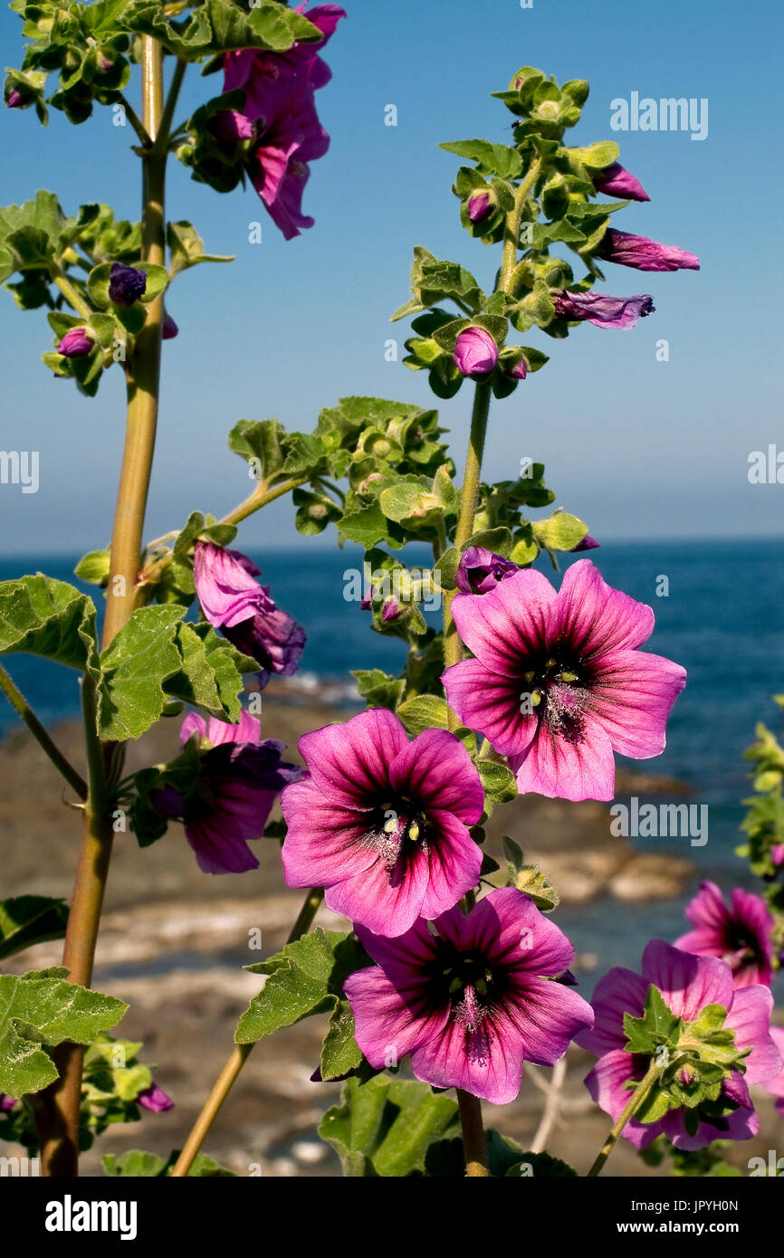 Tree mallow in bloom in Catalonia - Spain Stock Photo - Alamy