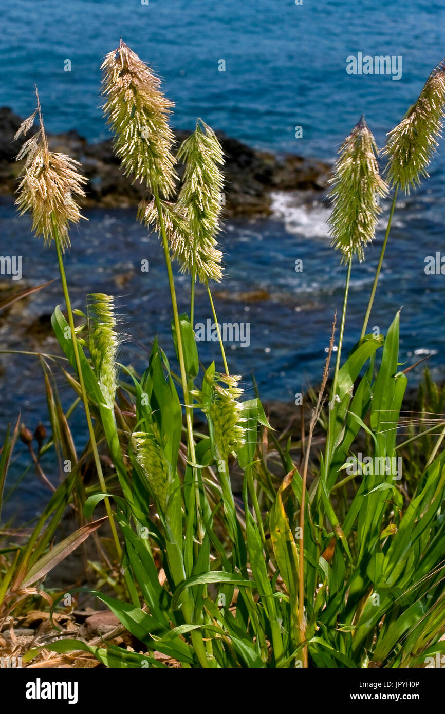 Goldentop grass in bloom in Catalonia - Spain Stock Photo - Alamy