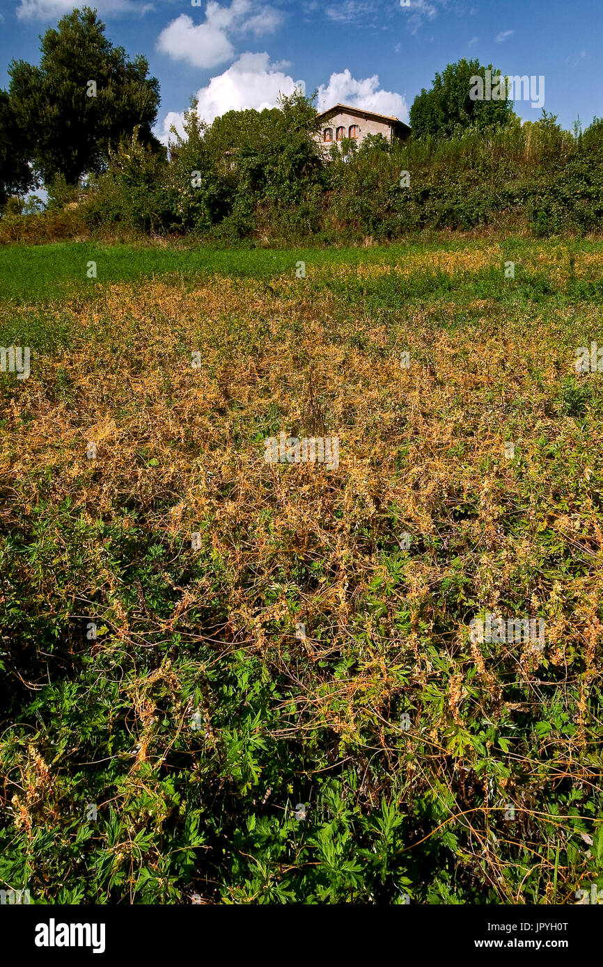 Dodder parasiting yellow alfafa field in Catalonia - Spain Stock Photo ...