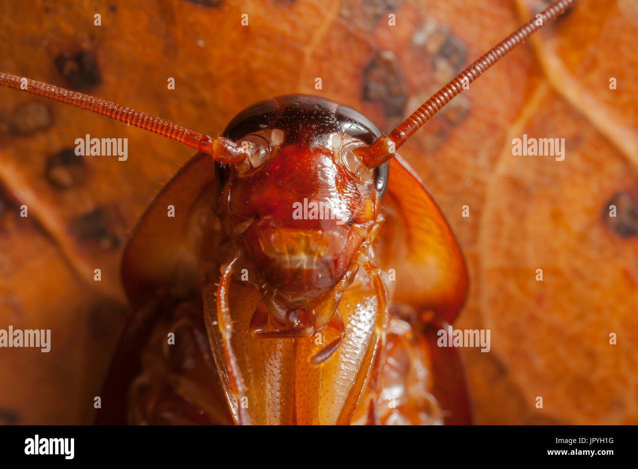 Cockroach photos hi-res stock photography and images - Alamy