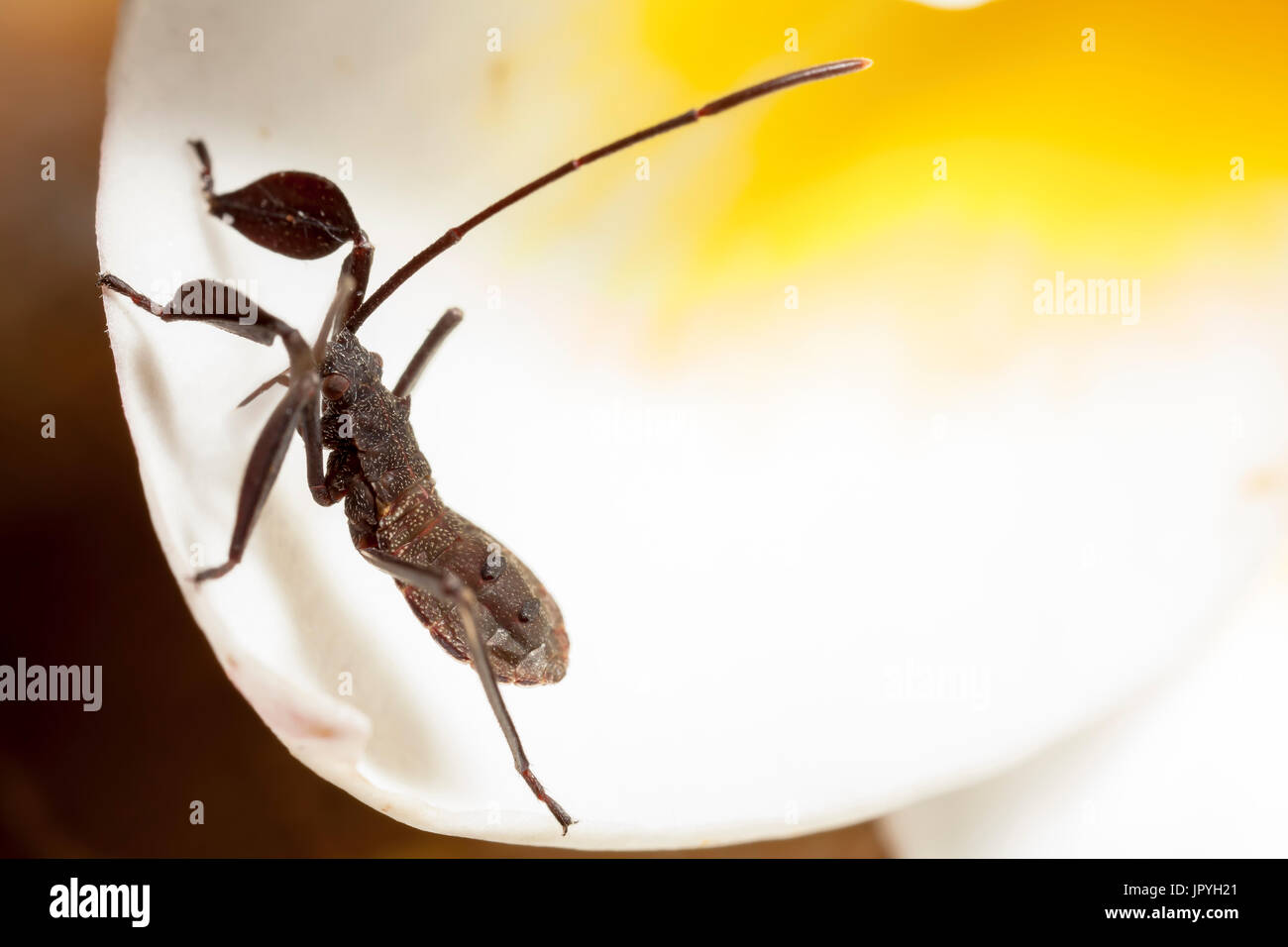 Heteroptera feeding in a flower - Indonesia Stock Photo - Alamy