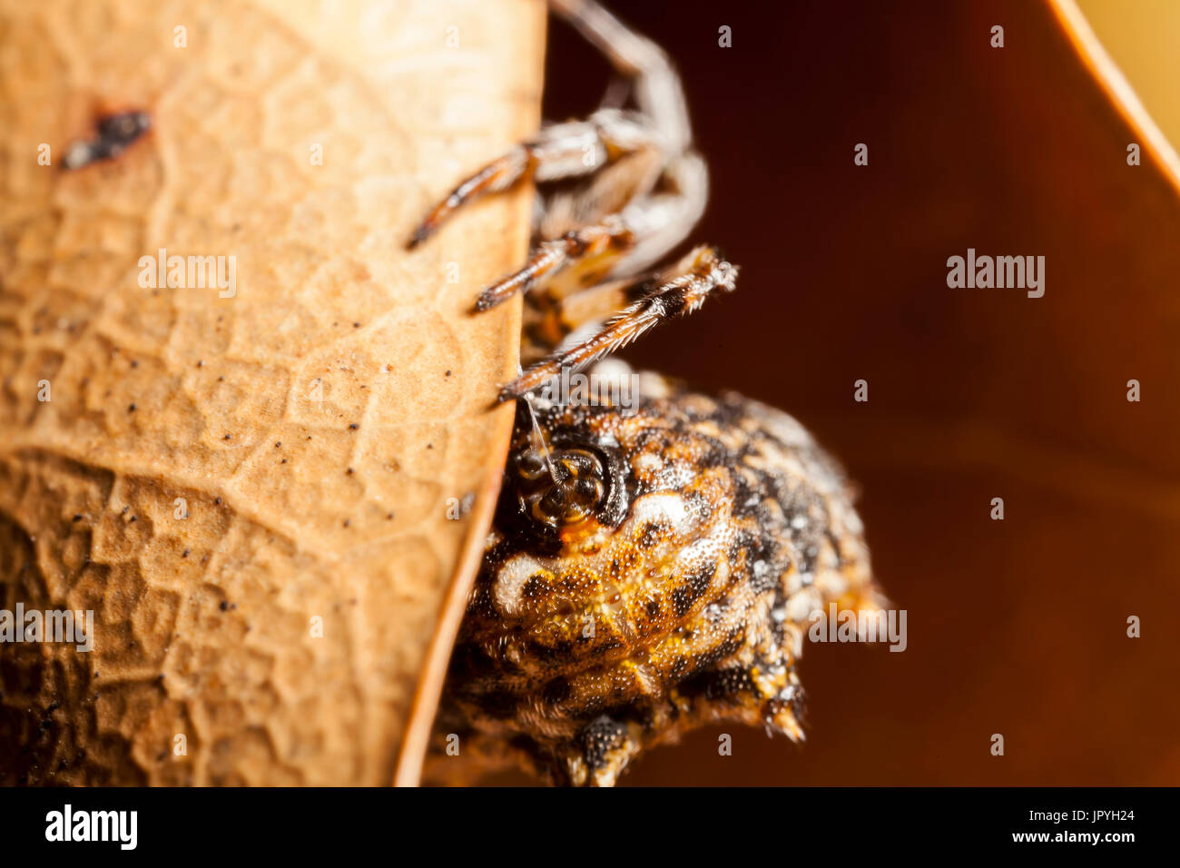 Underneath view spider hi-res stock photography and images - Alamy