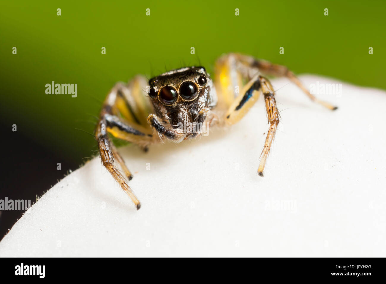 Jumping Spider on flower - Indonesia Stock Photo - Alamy