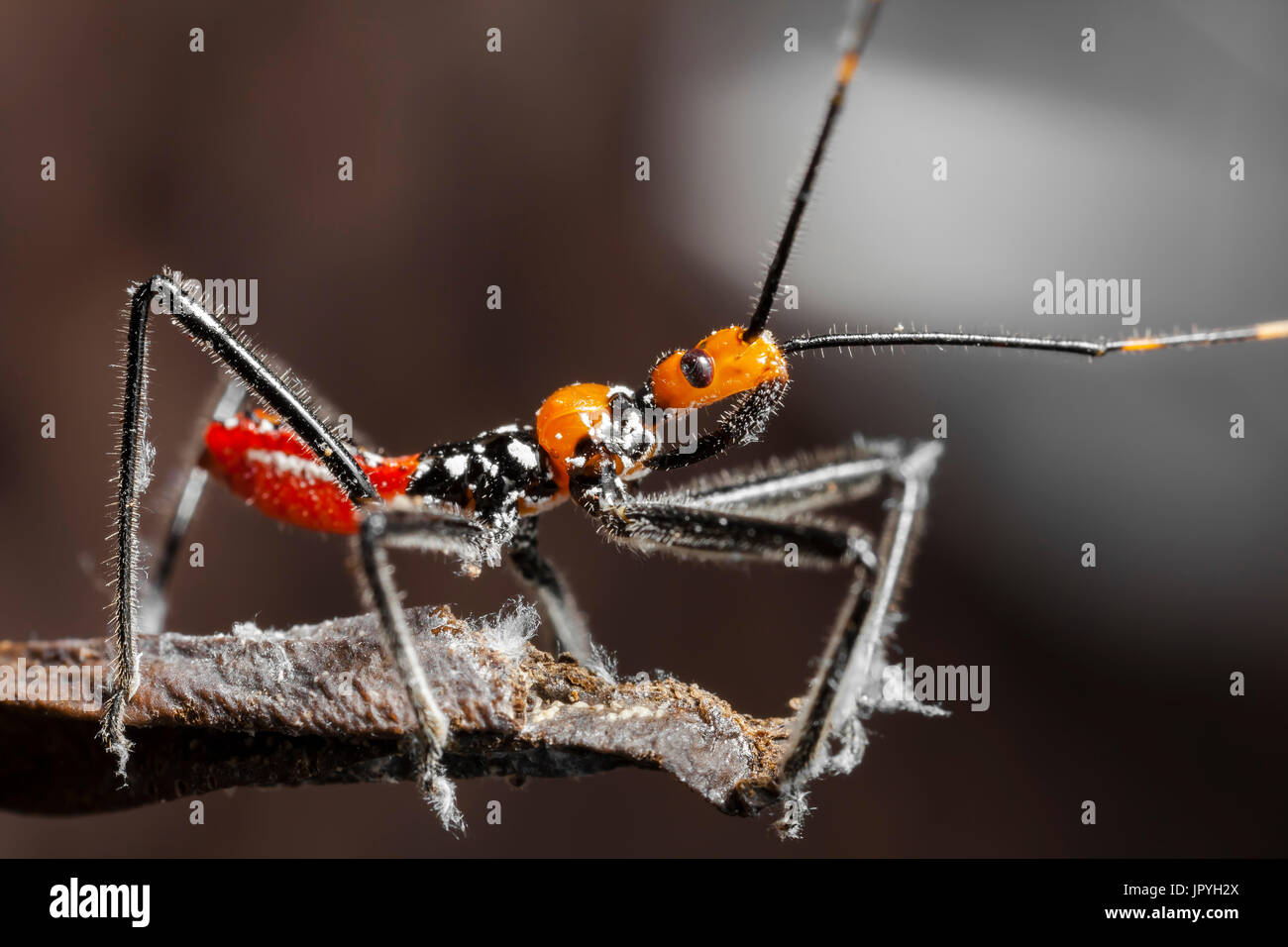 Young Bug - Indonesia Stock Photo - Alamy