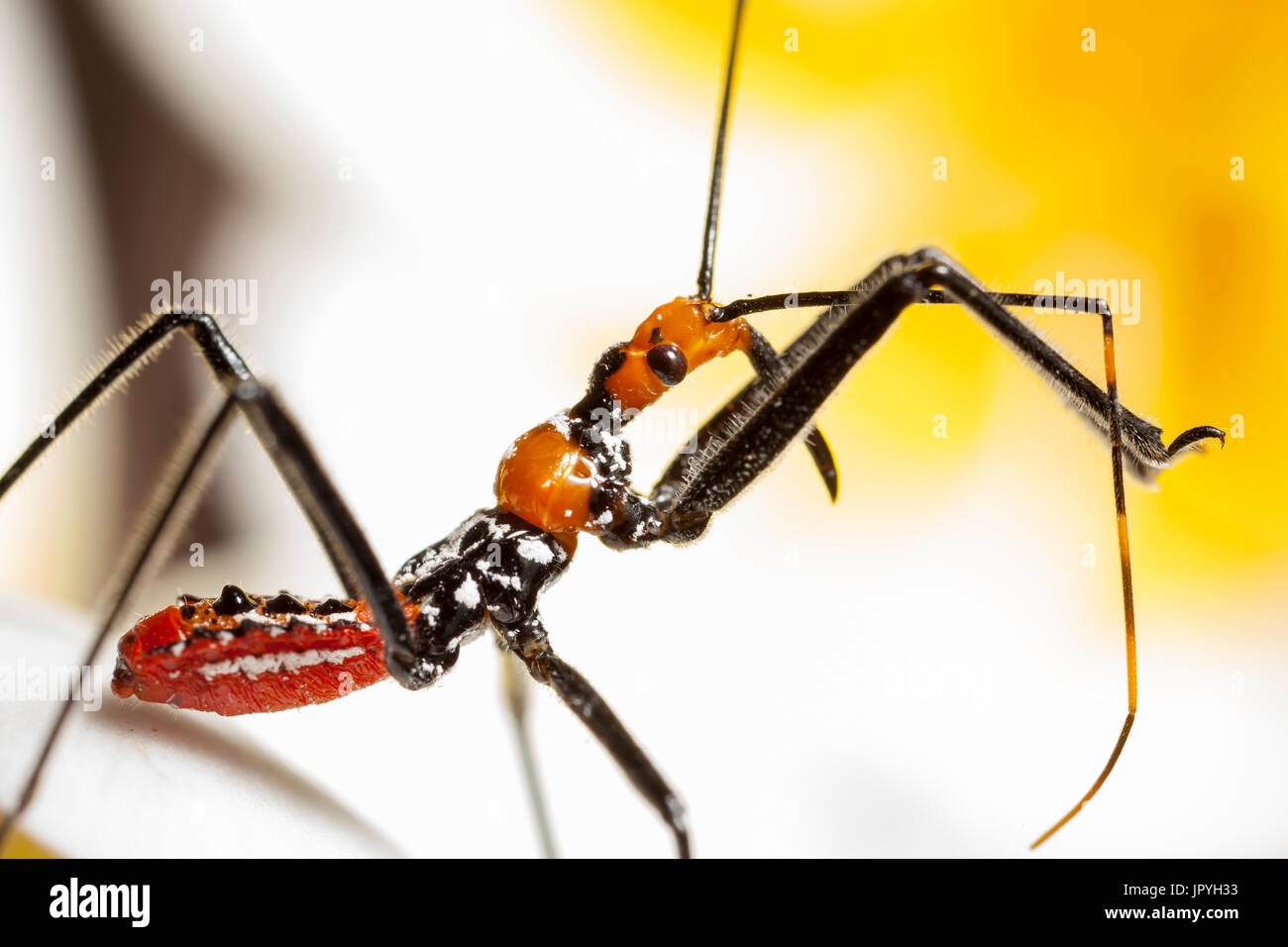 Young Bug - Indonesia Stock Photo - Alamy