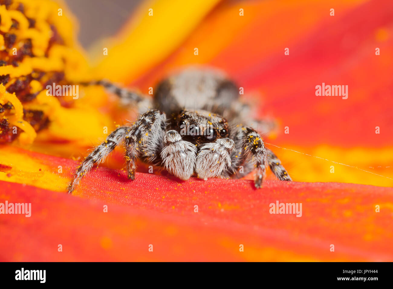 Jumping Spider on flower - France Stock Photo - Alamy