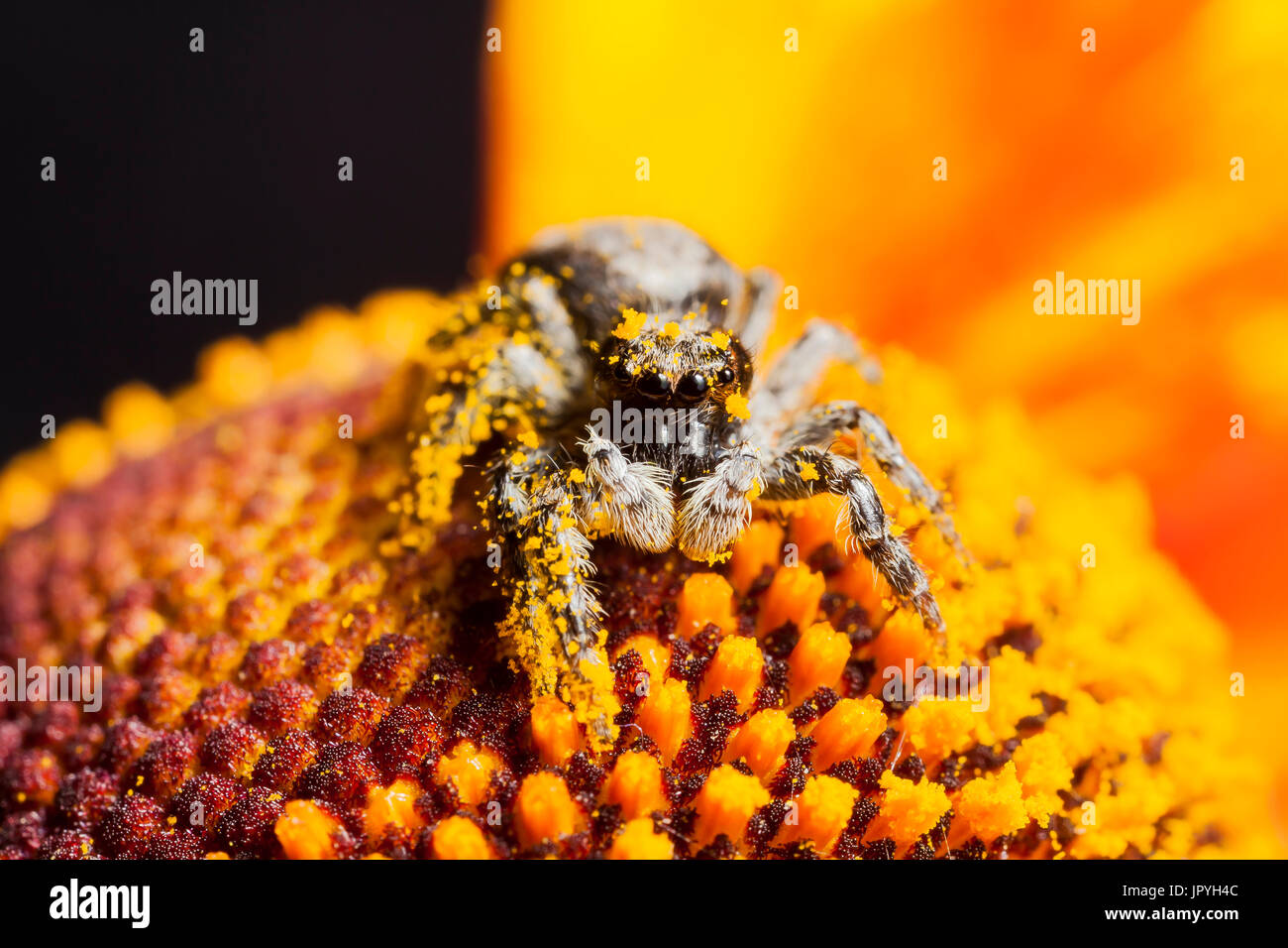 Jumping Spider on flower - France Stock Photo - Alamy