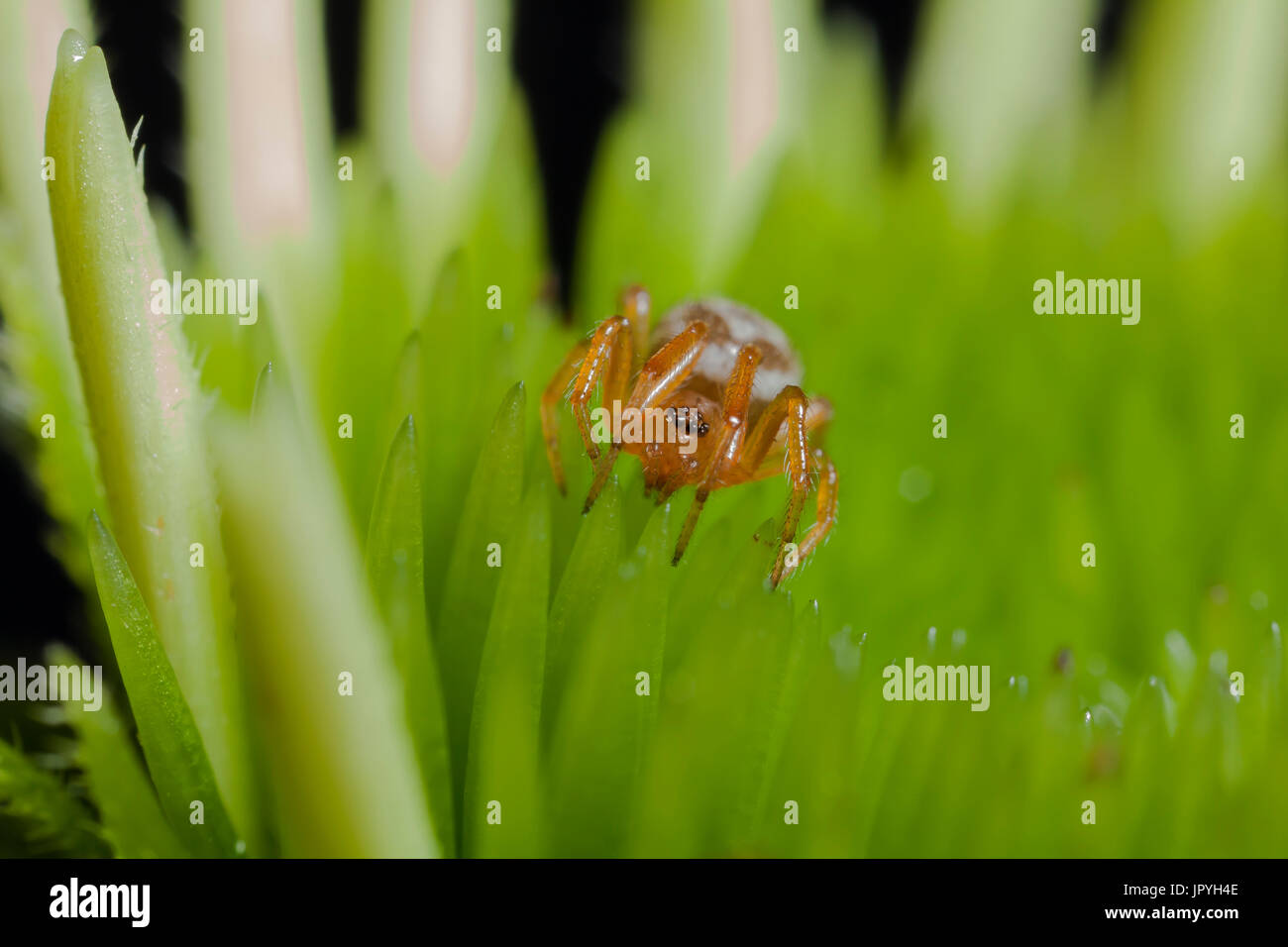 Spider linyphiidae sp hi-res stock photography and images - Alamy