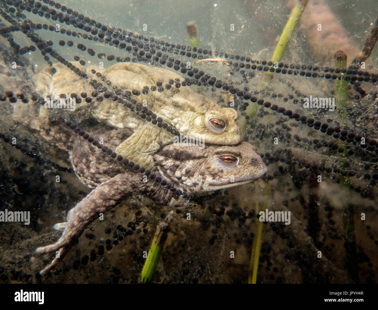 Toad Laying Eggs