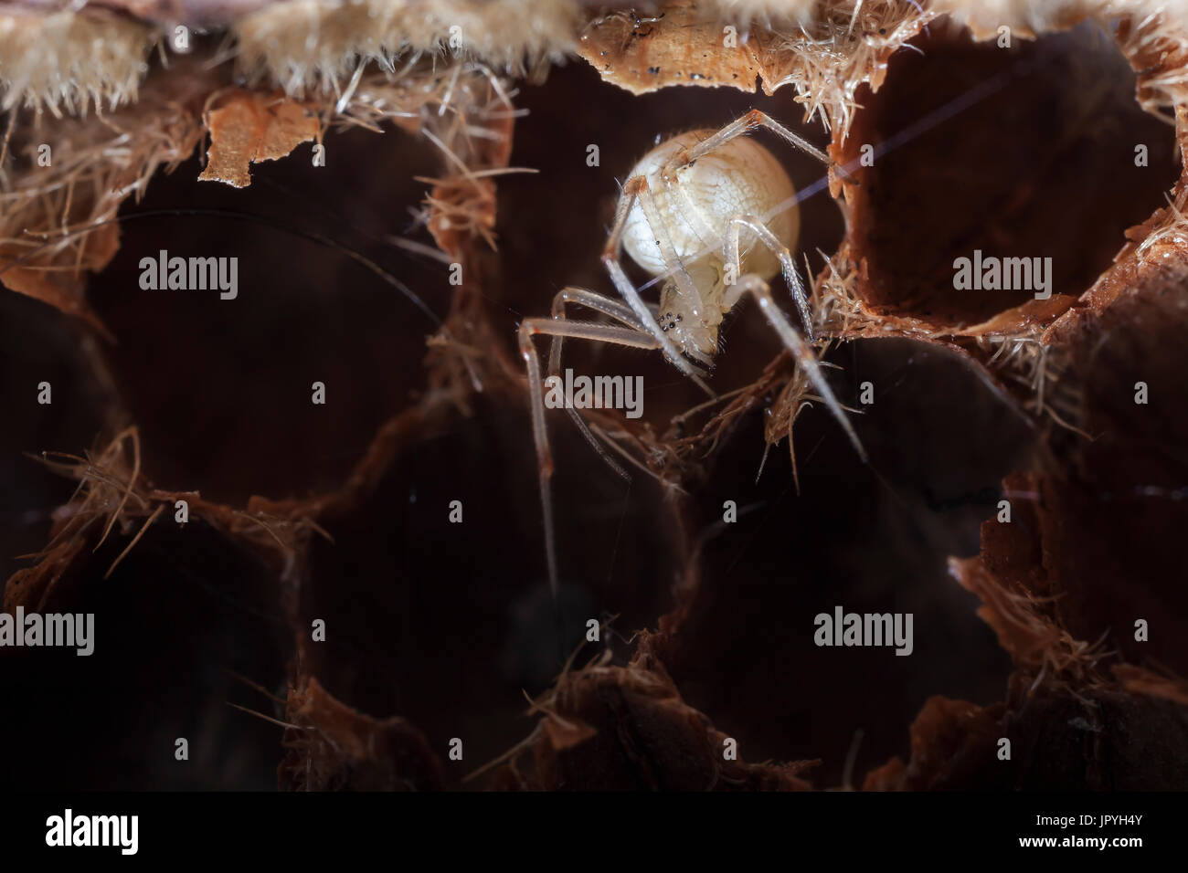 Comb-footed Spider in the cell of an empty shell - France Stock Photo ...