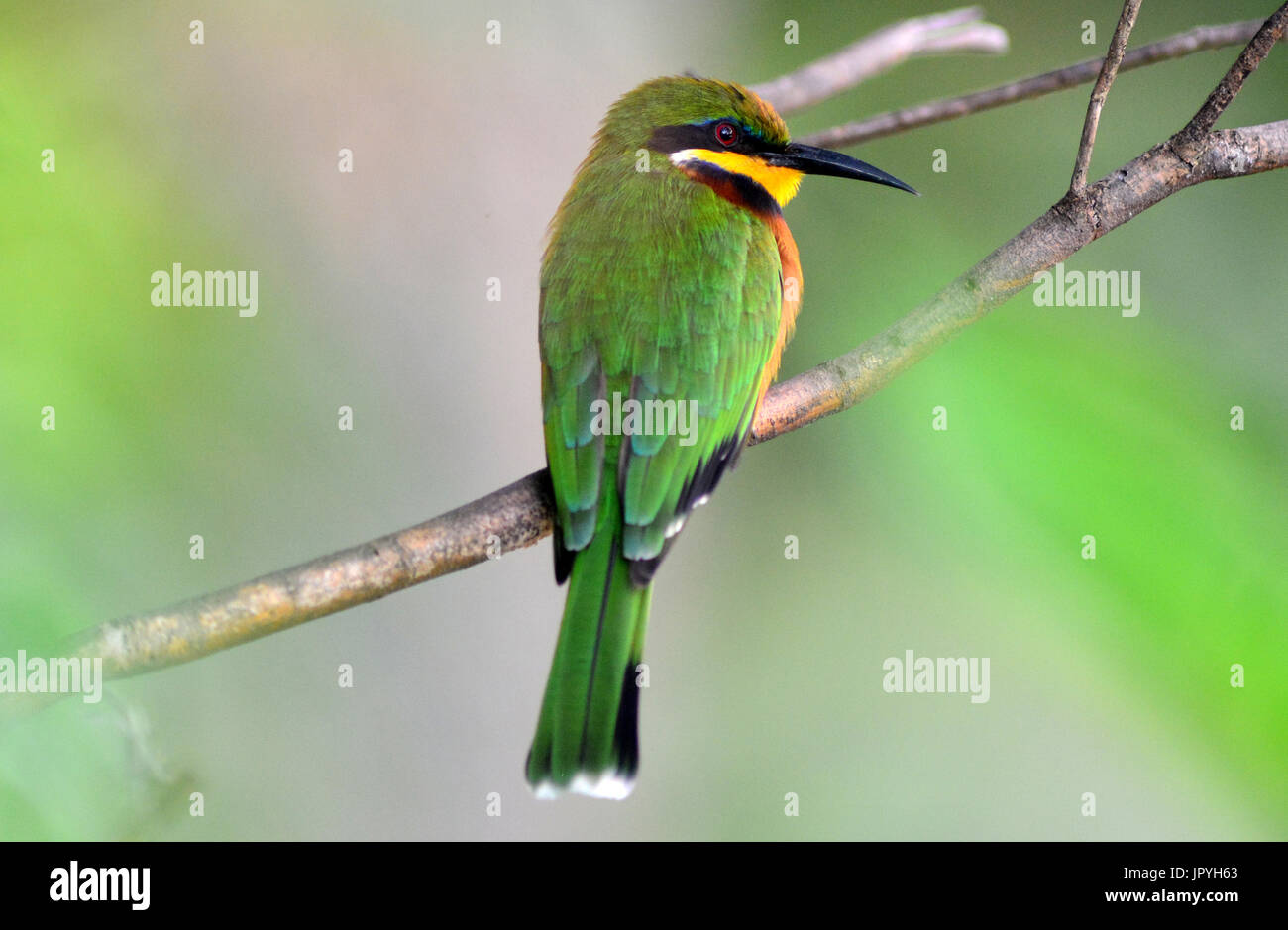 Little bee-eater on a branch - Uganda Stock Photo - Alamy
