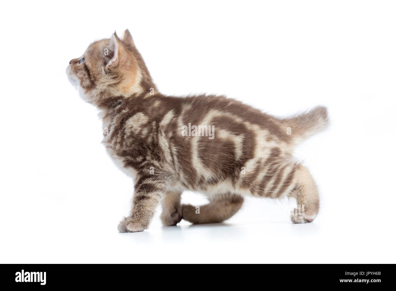 Kitten cat side view Stock Photo - Alamy